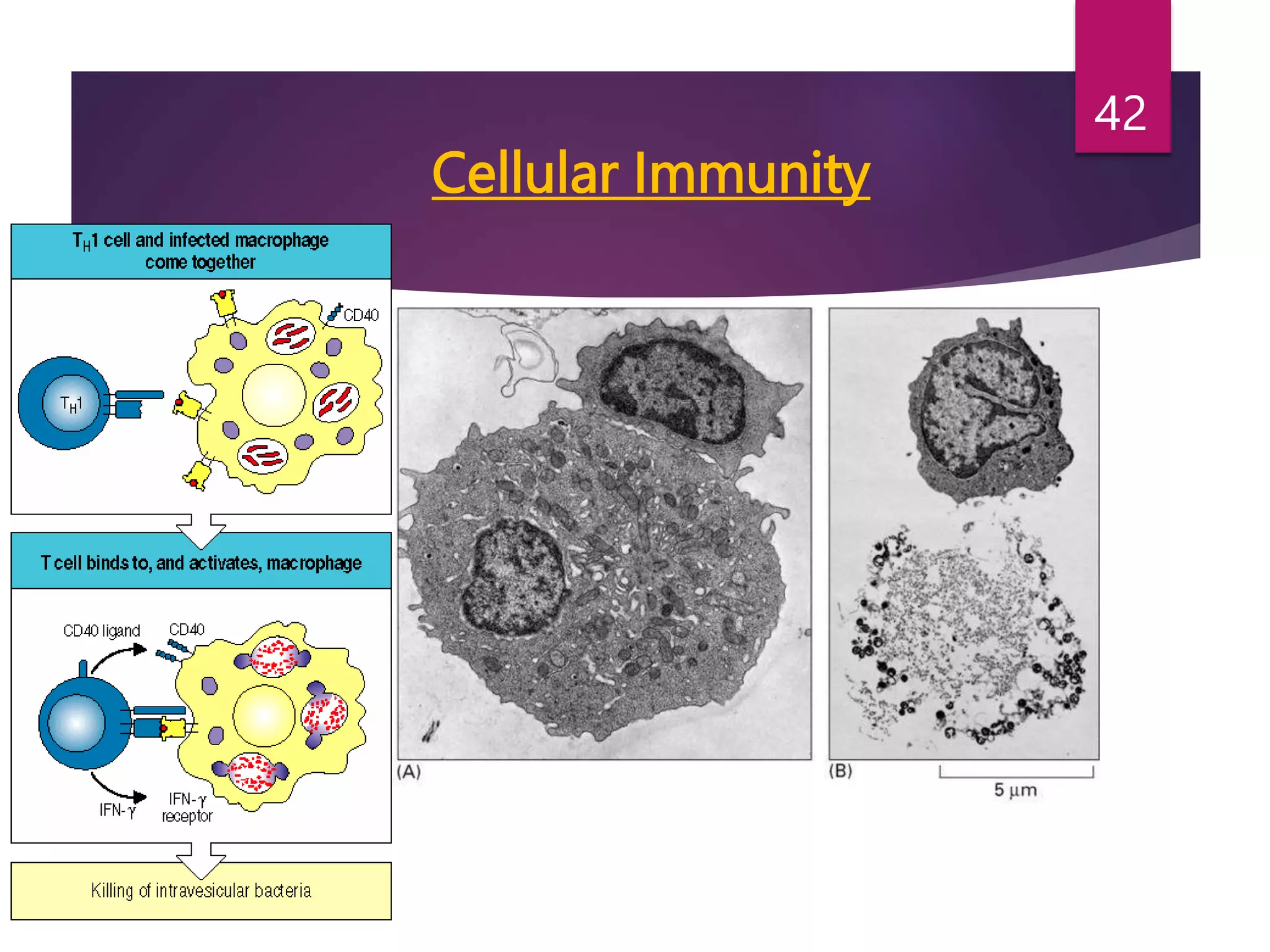 Basic of Immunology and Immunity | PPT