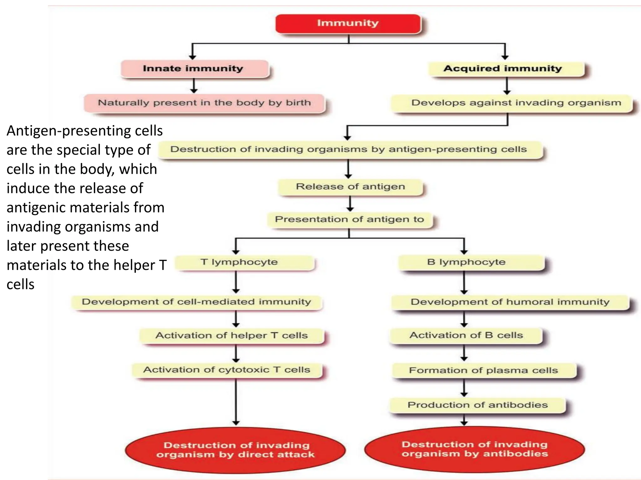 Immunity and immune system: Defense mechanism of the body | PDF