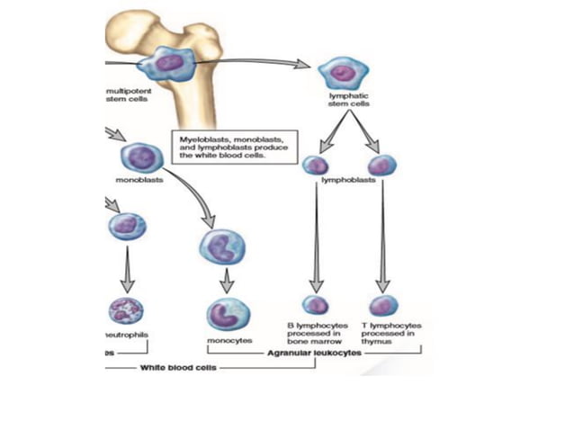 Immunity and immune system: Defense mechanism of the body | PDF ...