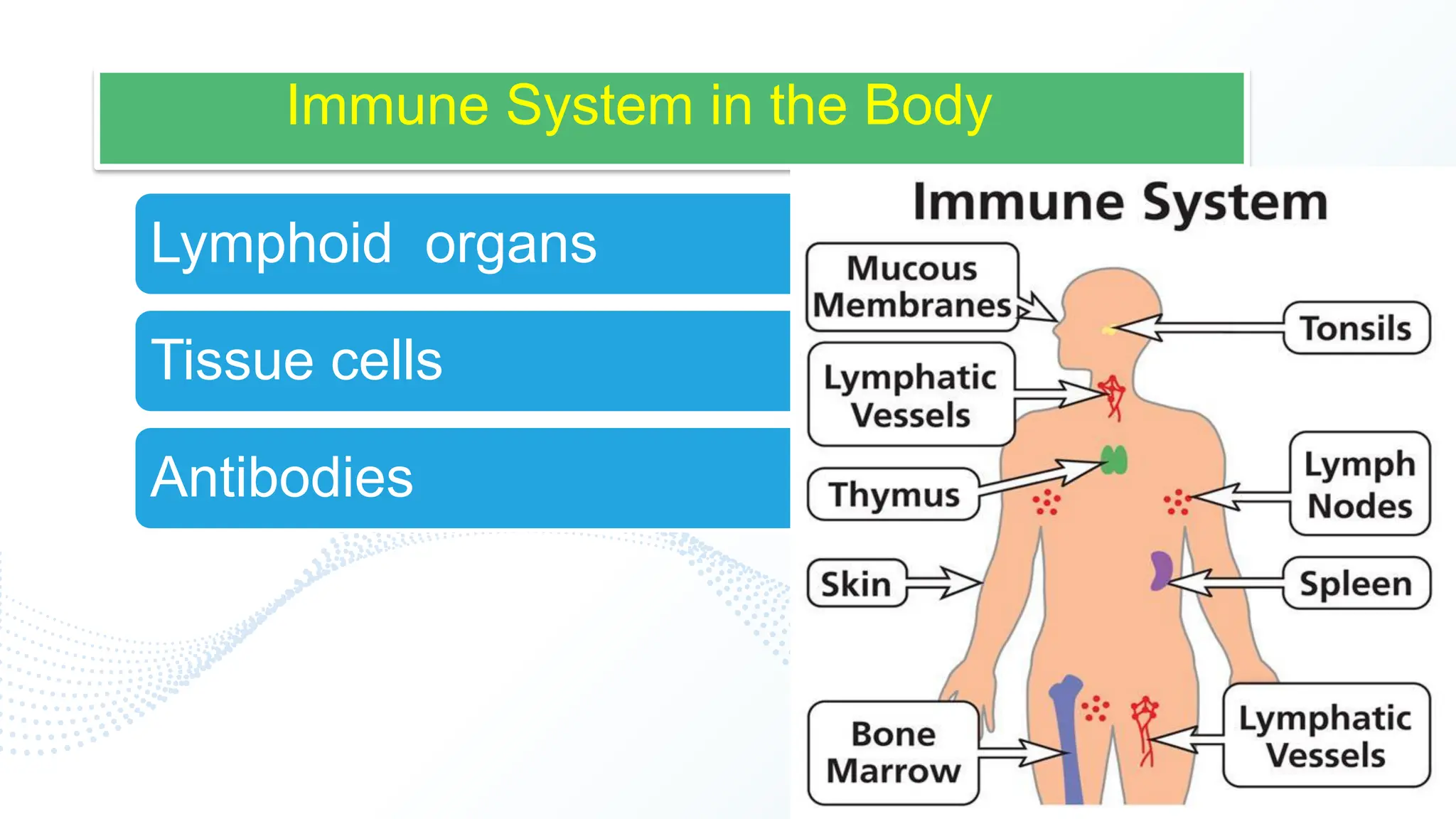 Immunity.pdf. presentation for class XII, Biology | PDF