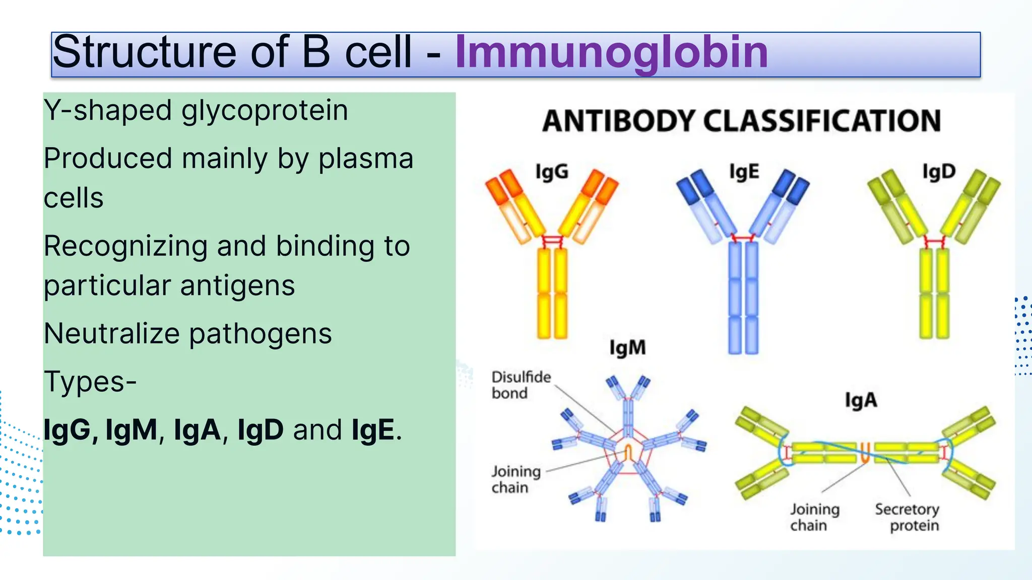 Immunity.pdf. presentation for class XII, Biology | PDF
