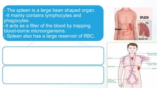 Immunity.pdf. presentation for class XII, Biology | PDF
