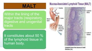 Immunity.pdf. presentation for class XII, Biology | PDF
