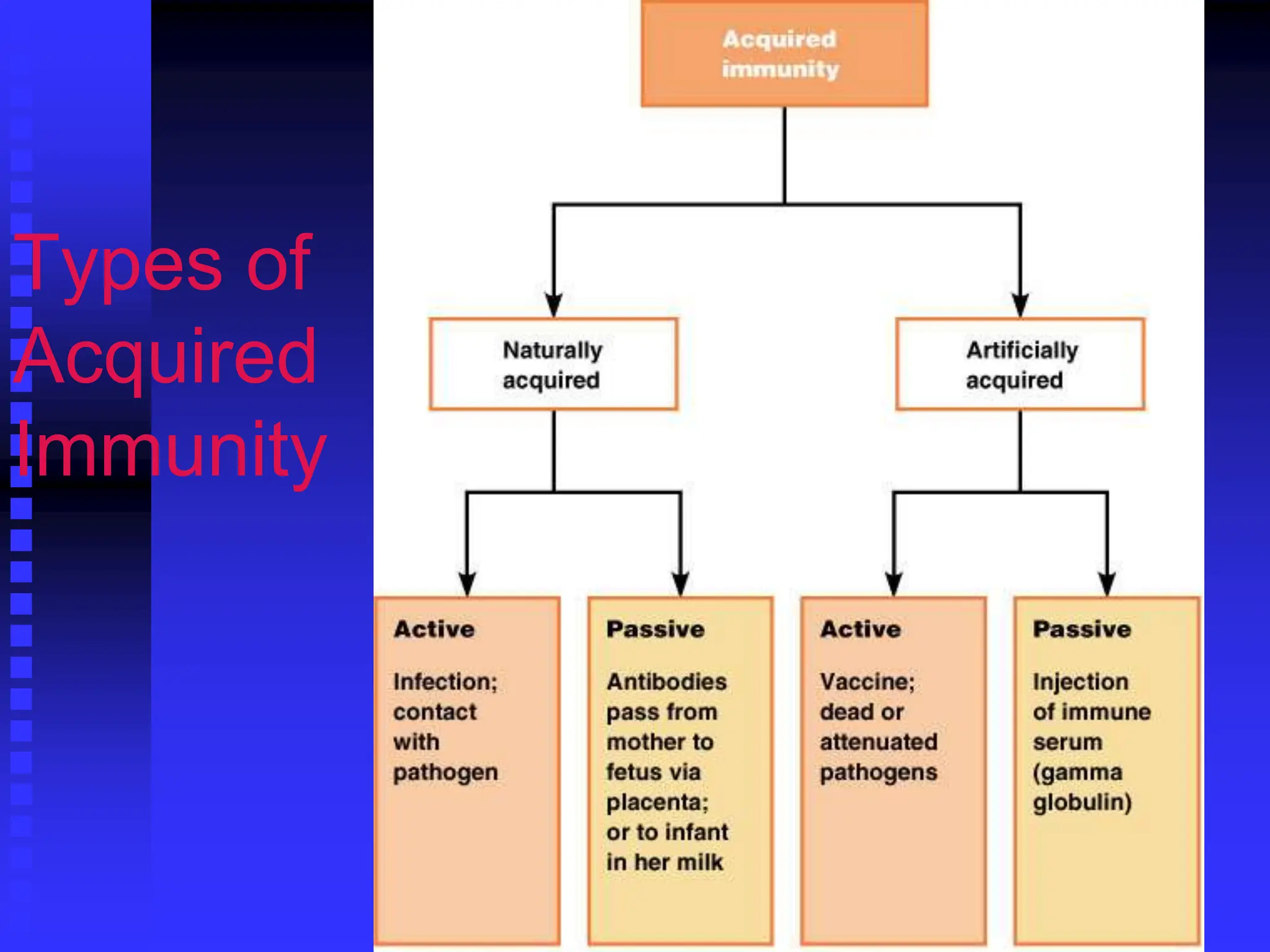 Immunity.ppt 777777777777777777777777777 | PPT