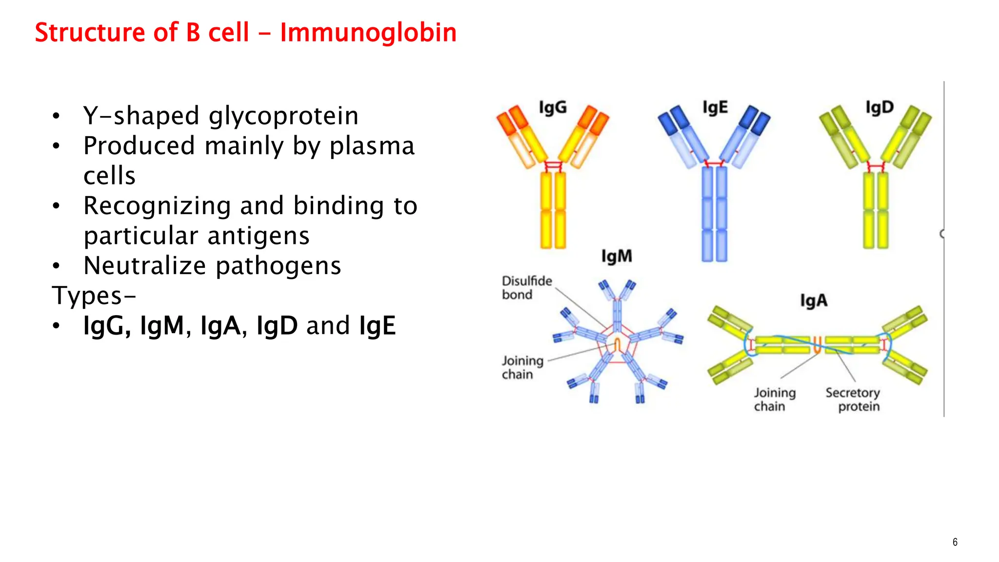 Immunity Class XII Biology based on NCERT.pptx