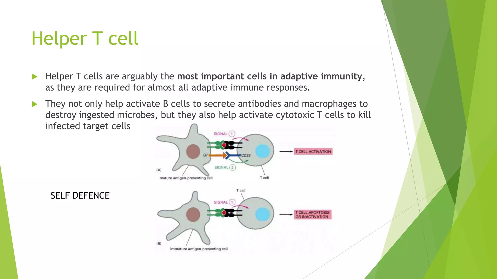 Immunity-Tcell-Bcell-Cytokines | PPTX