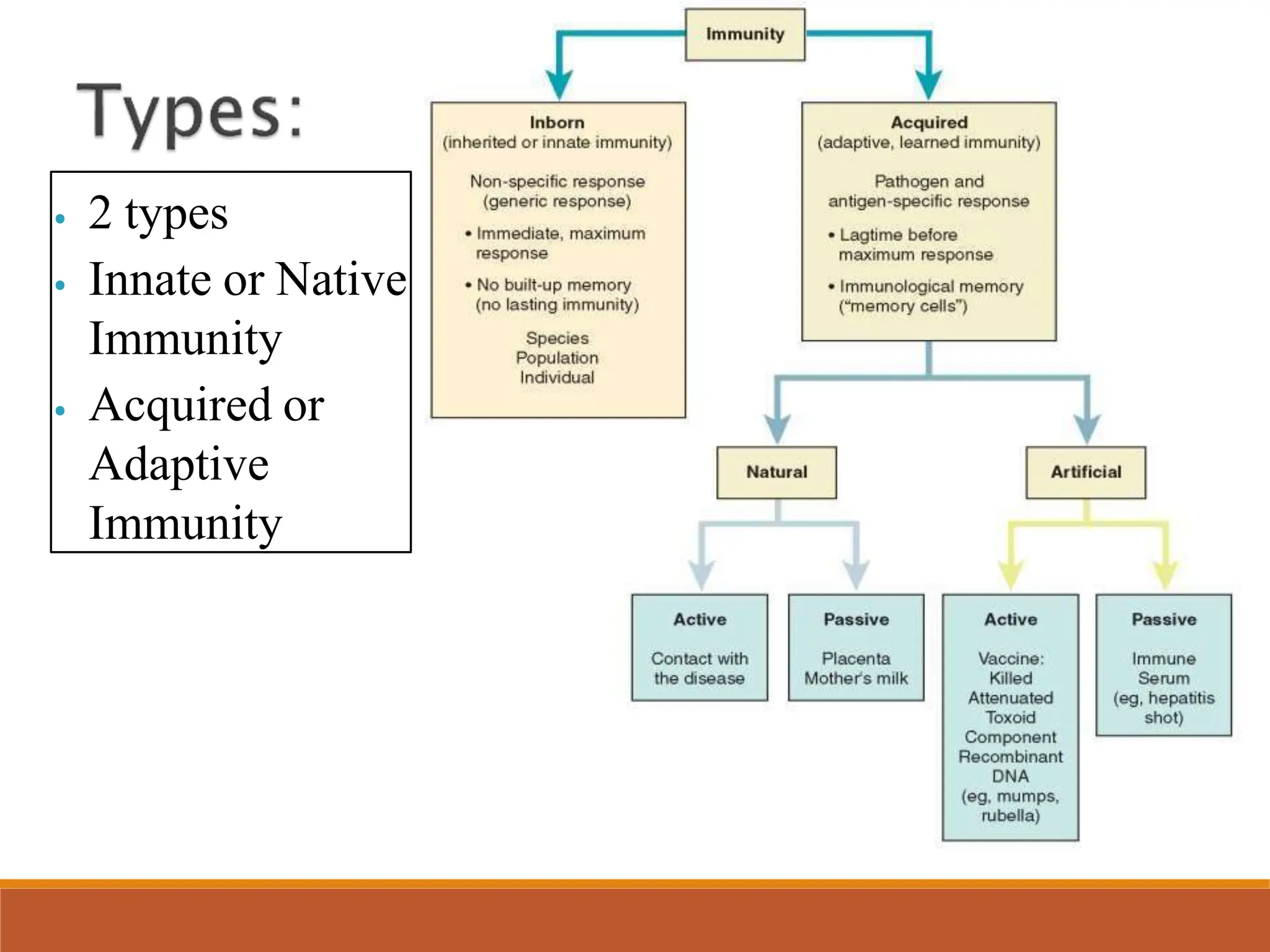Immunity, Introduction, Overview, Review | PPTX