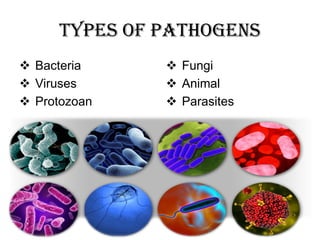 Innate immunity | PDF
