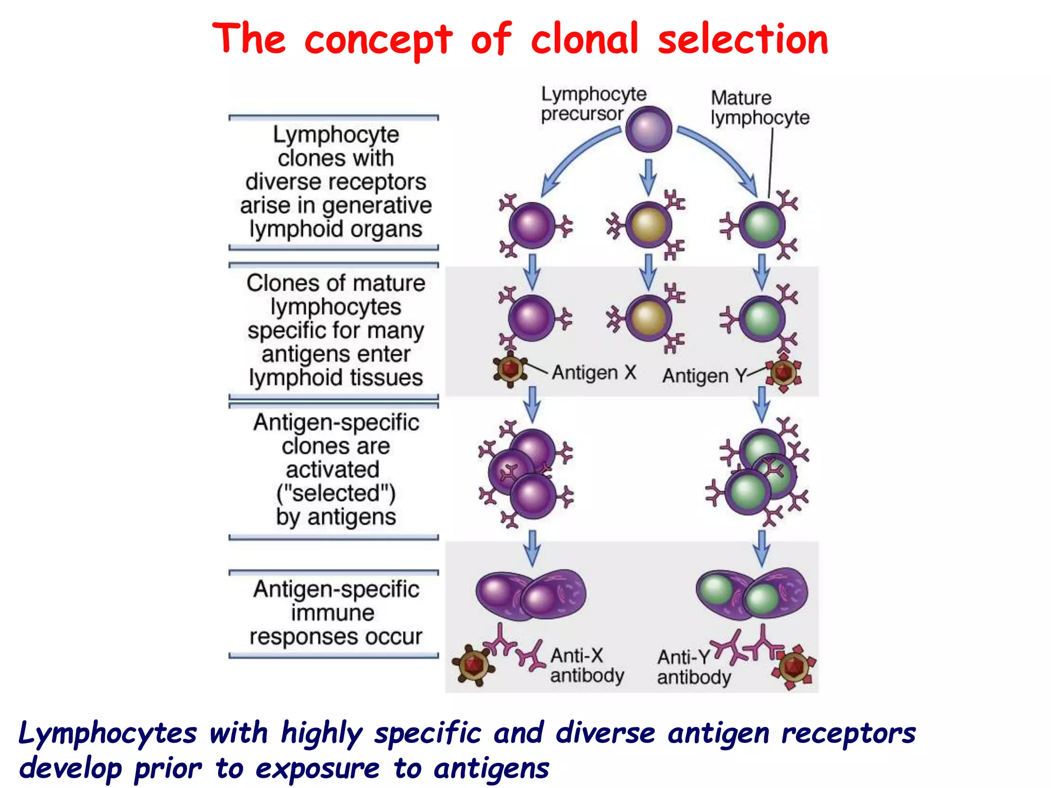 Immunity physiology .pptx