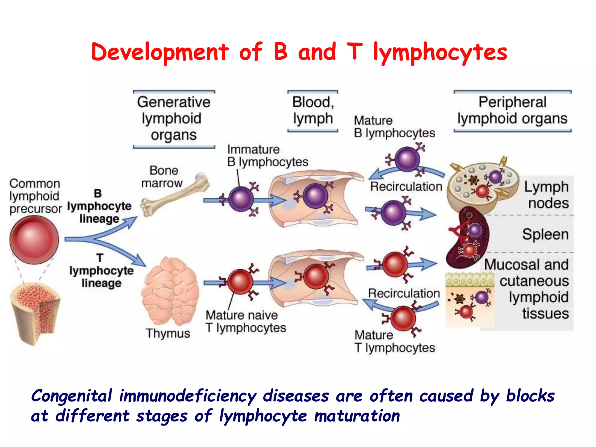 Immunity physiology .pptx