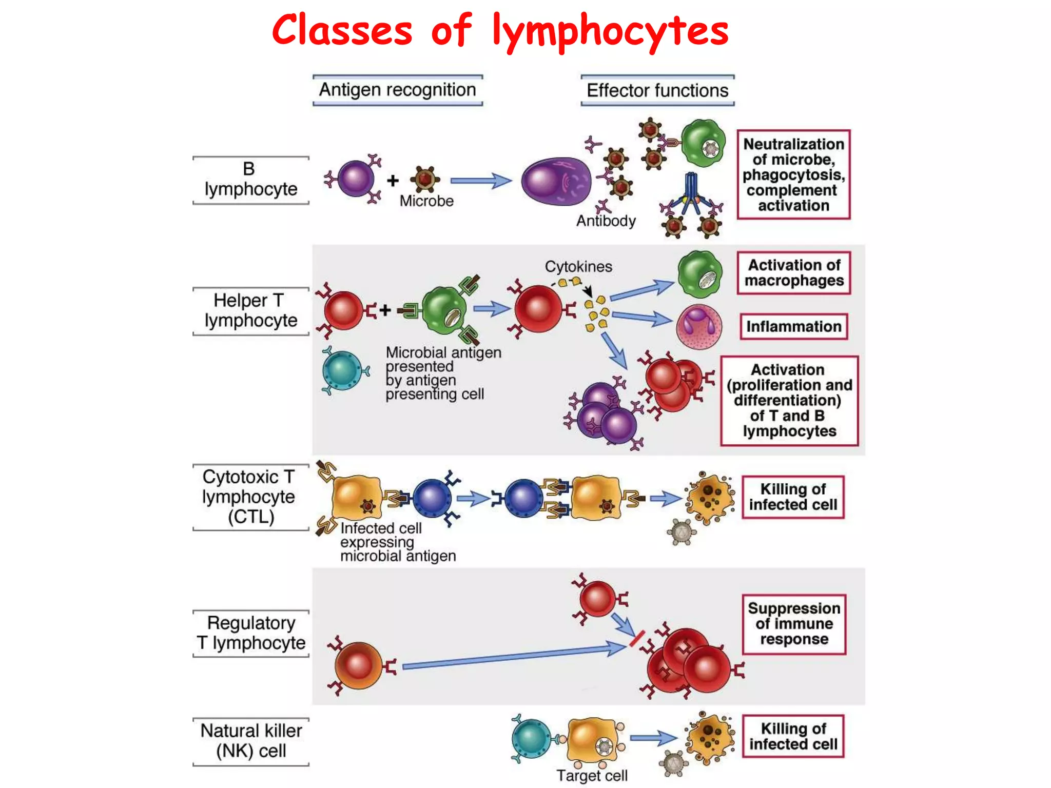 Immunity physiology .pptx