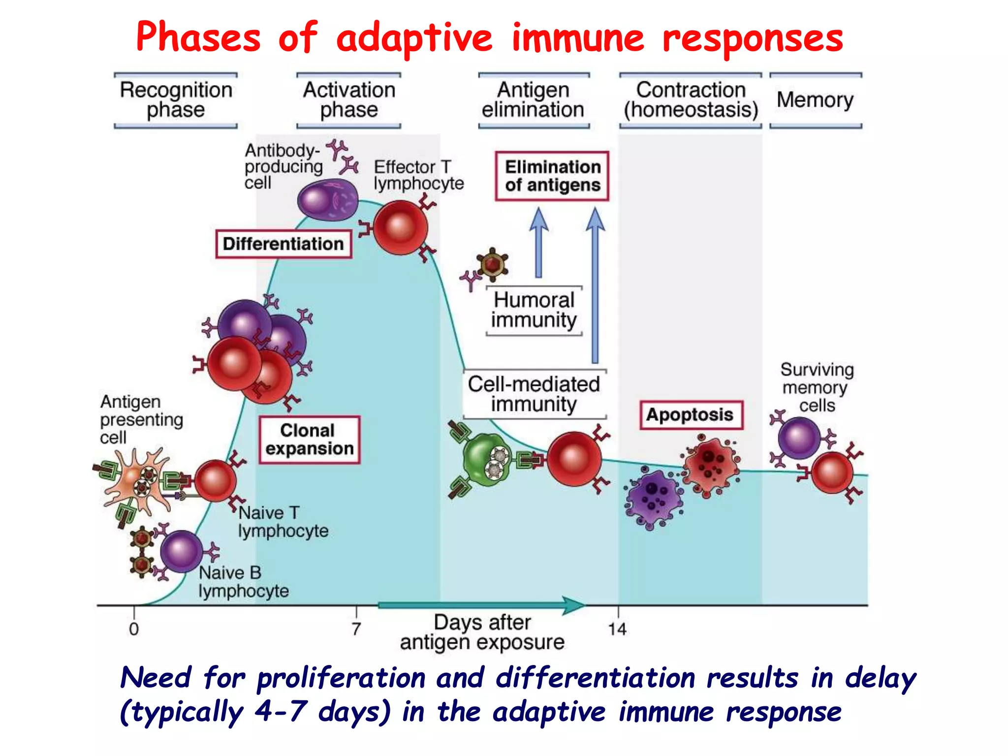 Immunity physiology .pptx