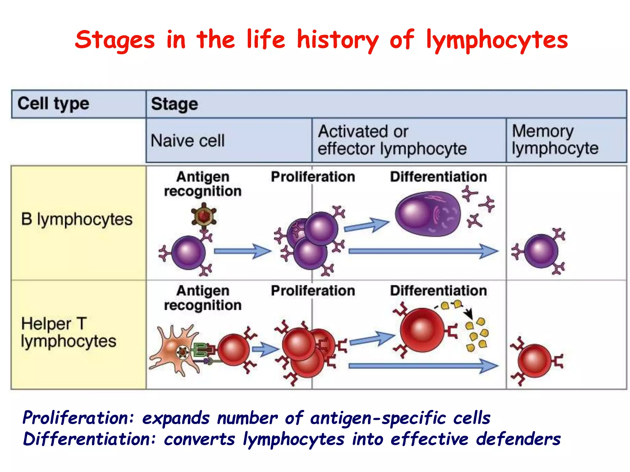 Immunity physiology .pptx
