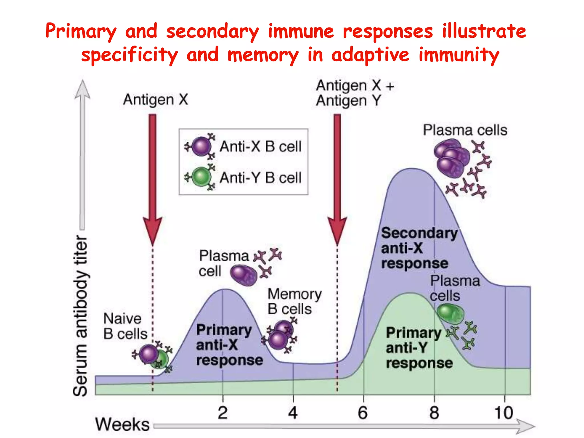 Immunity physiology .pptx
