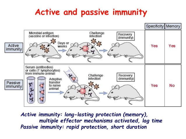 Immunity physiology .pptx