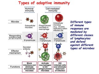 Immunity physiology .pptx