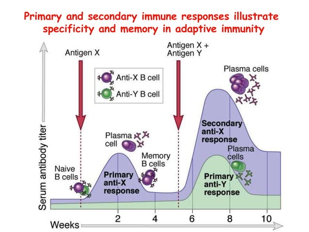 Immunity physiology .pptx