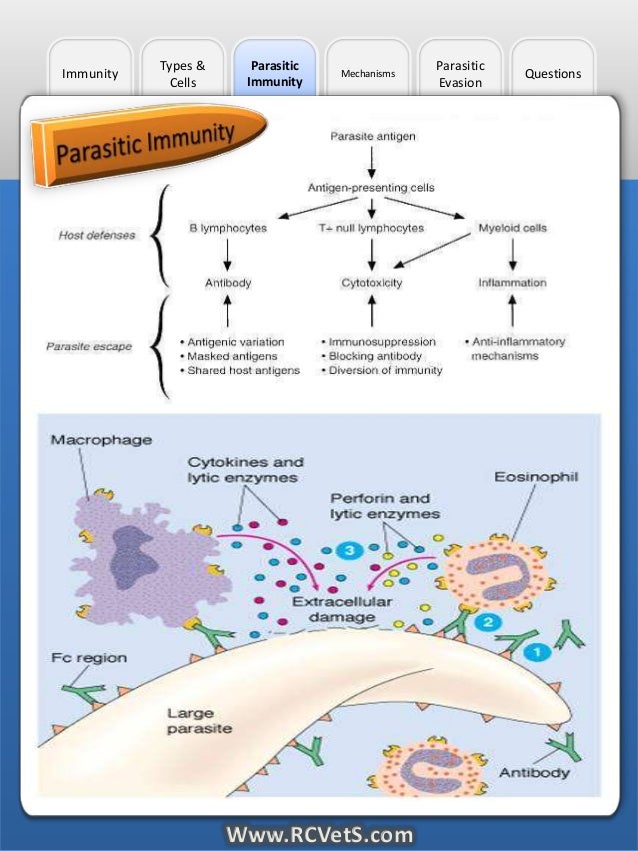 Immunity Against Parasite