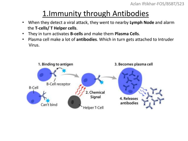 Immunity Against Viruses. | PPTX | Infectious Diseases | Diseases and ...