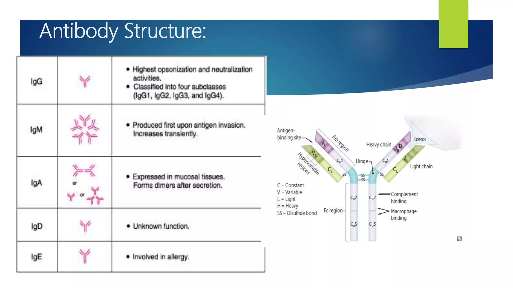 Immunology and Hypersensitivity reaction | PPT