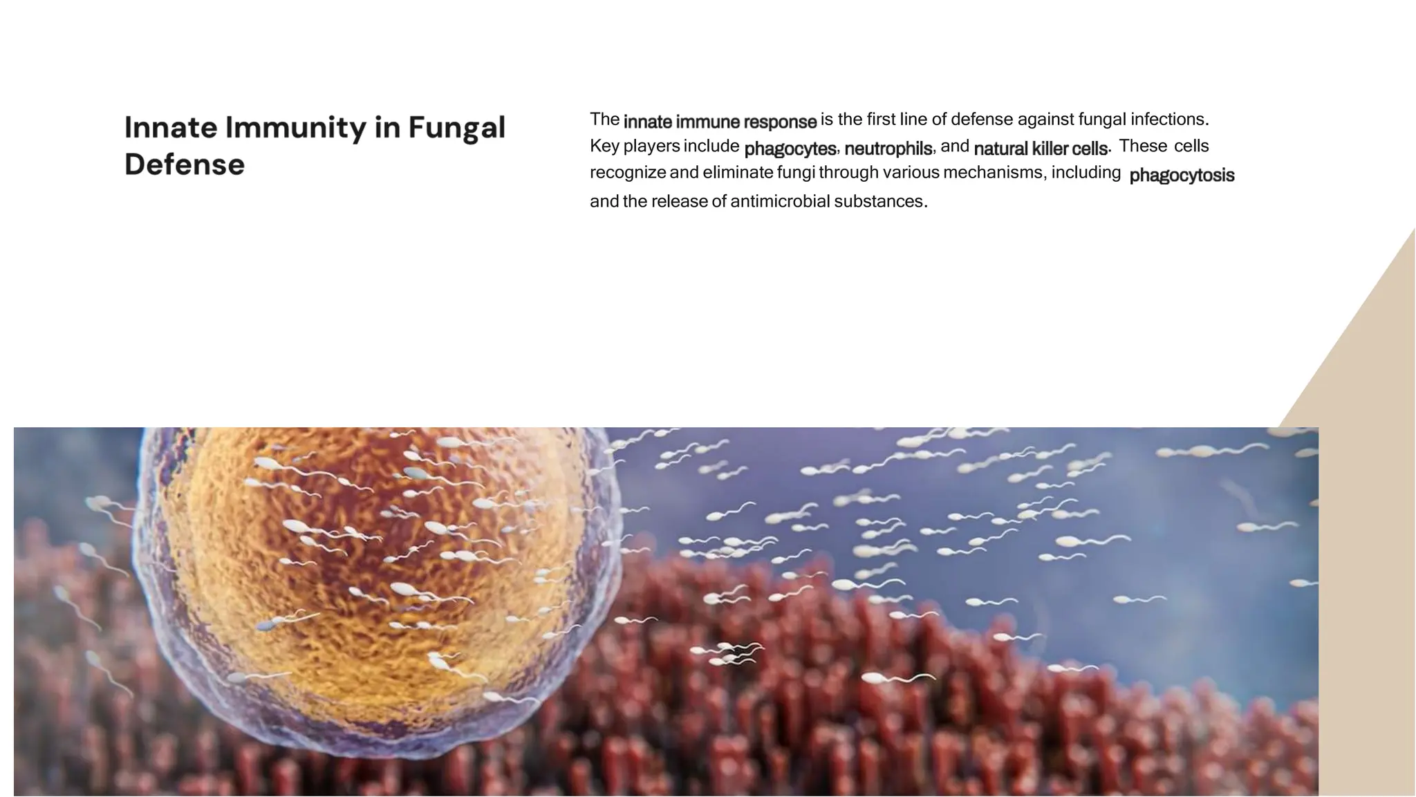 Immunity Mechanisms in Fungal Infections | PDF