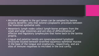 Immunity in the gastrointestinal system | PPTX