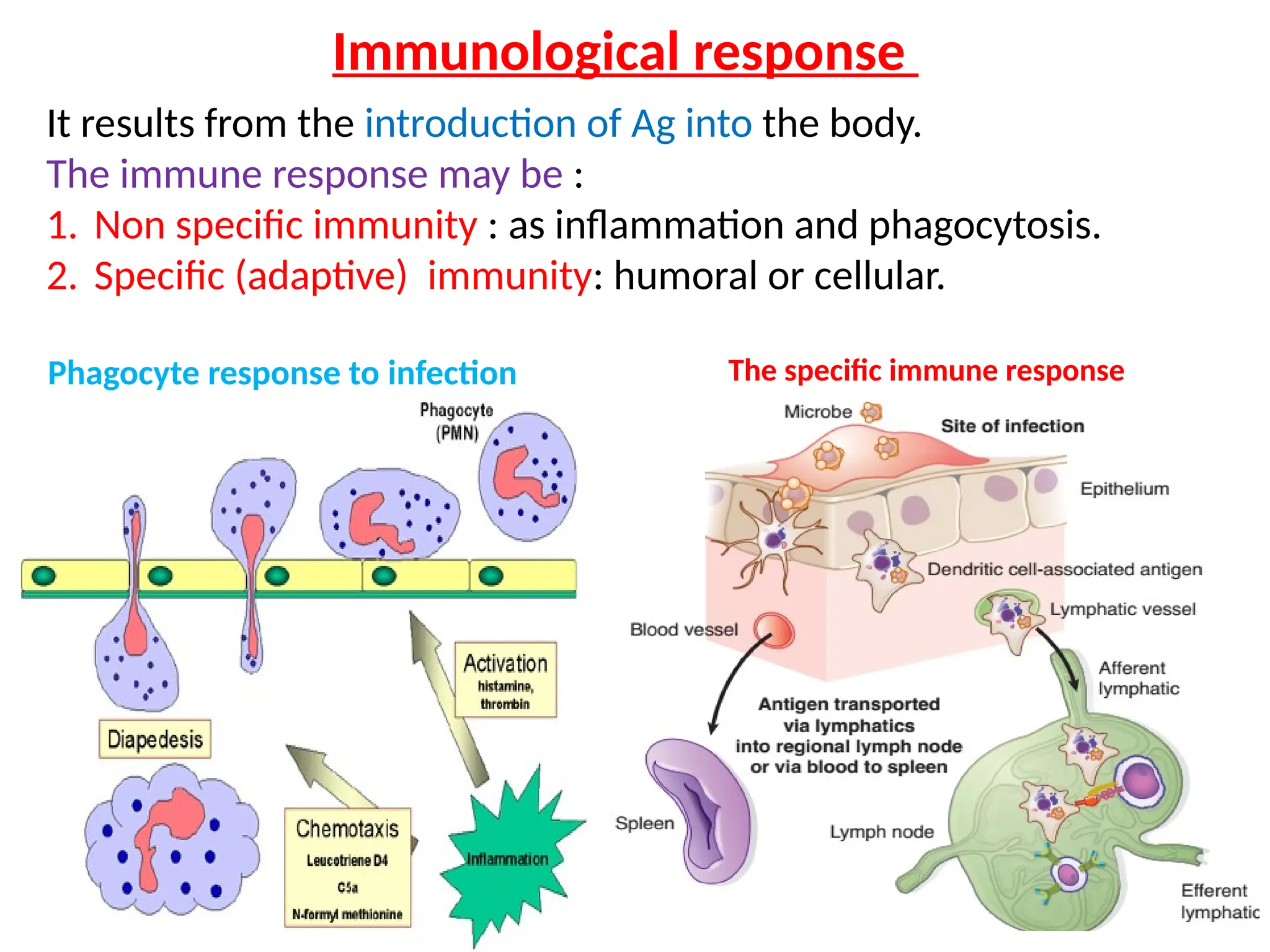 Immunity lect 8 lectures medicine Immunological response.pptx