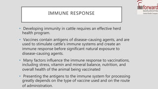 Immunity of bovine | PPTX