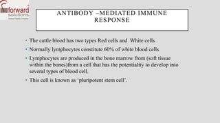 Immunity of bovine | PPTX