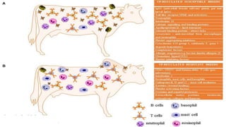 Immunity of bovine | PPTX