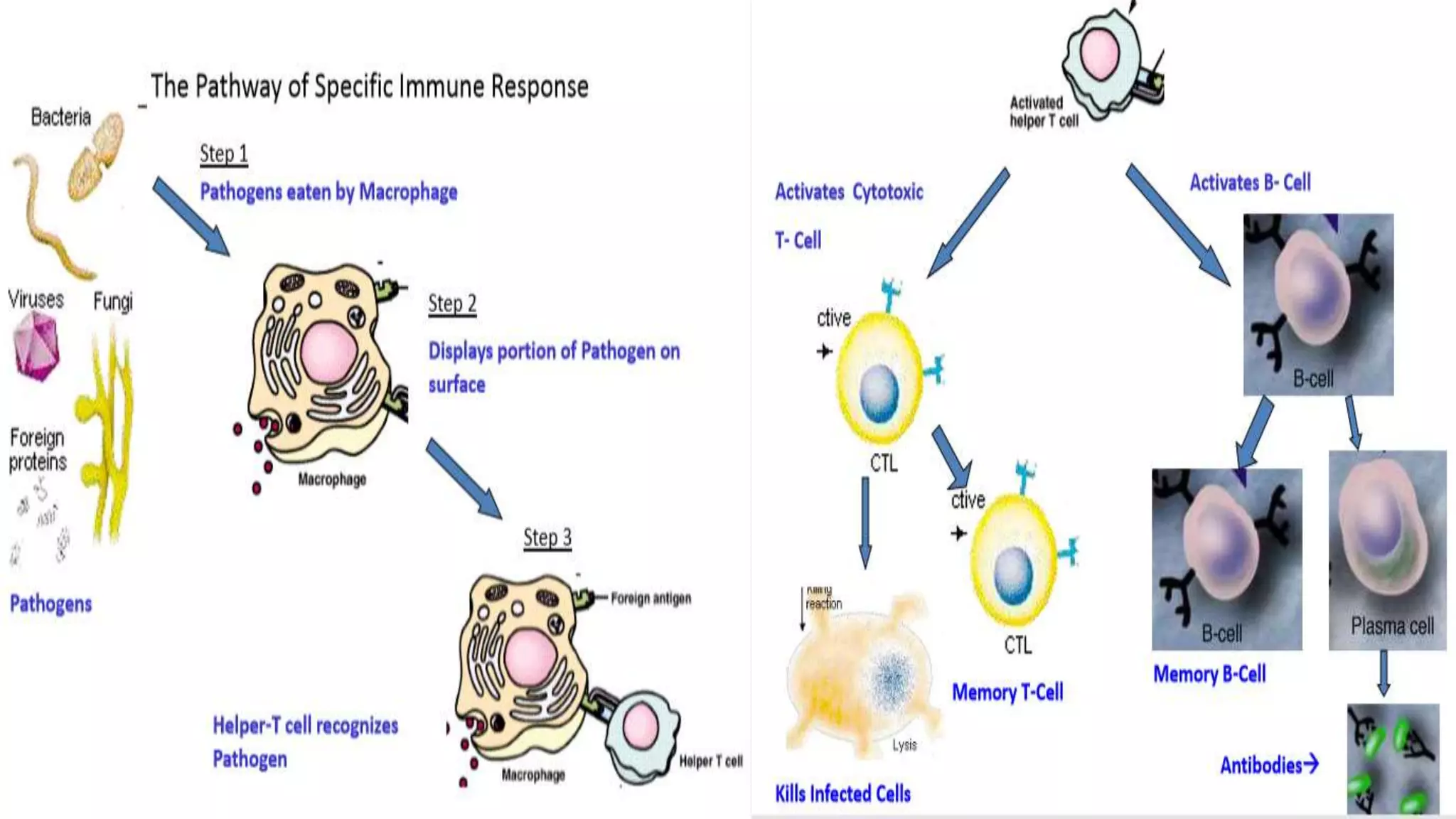 Immunity of chicken | PPTX