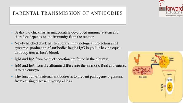 Immunity of chicken | PPTX