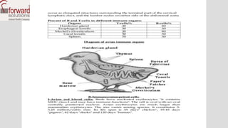 Immunity of chicken | PPTX
