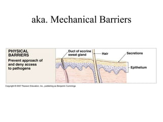 Innate Immunity Physical Barrier