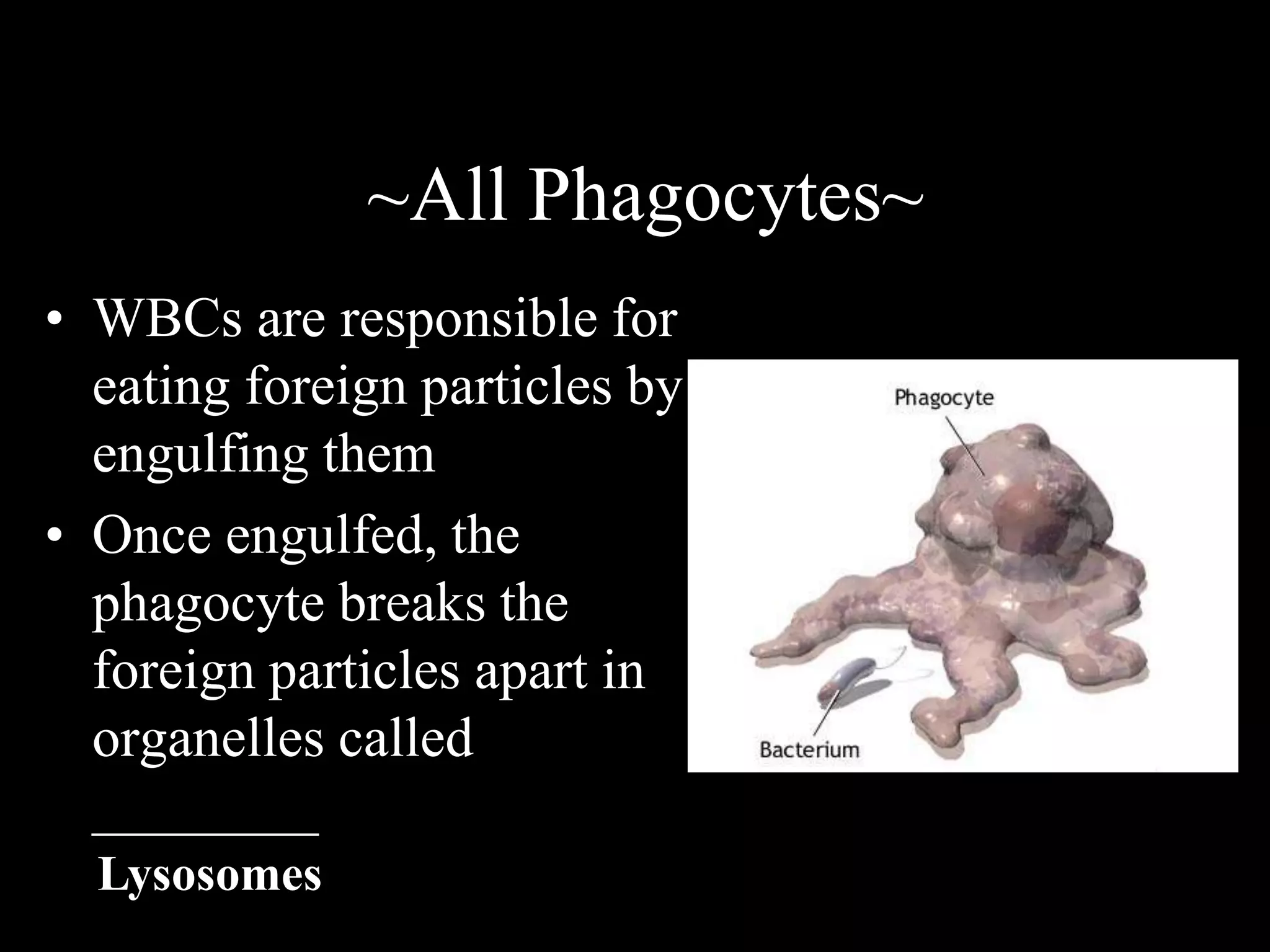 Immunity part ii wb_cs_phagocytes | PPTX