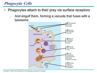 Immunity part ii wb_cs_phagocytes | PPTX