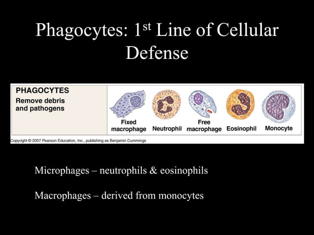 Immunity part ii wb_cs_phagocytes | PPT