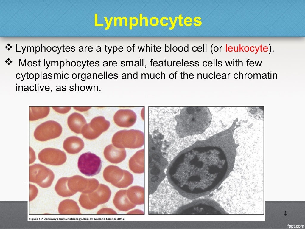 Lymphocytes: T-cells & B-cells | PPT