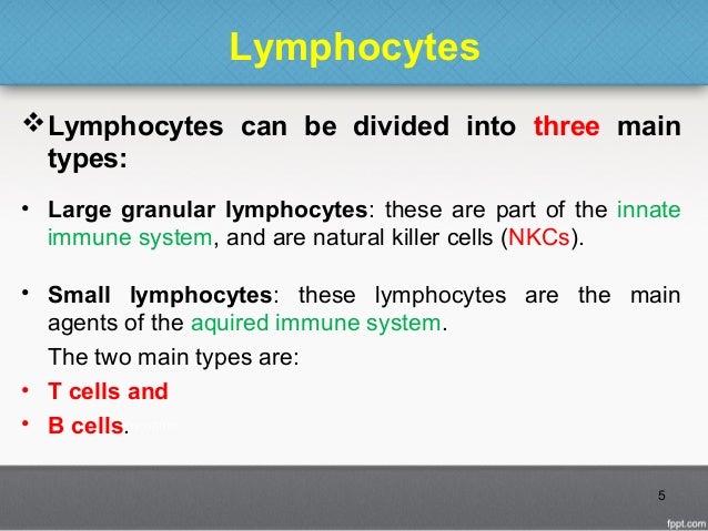 Lymphocytes: T-cells & B-cells | PPT