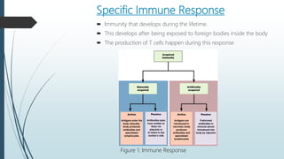 Immune System Responses | PPTX