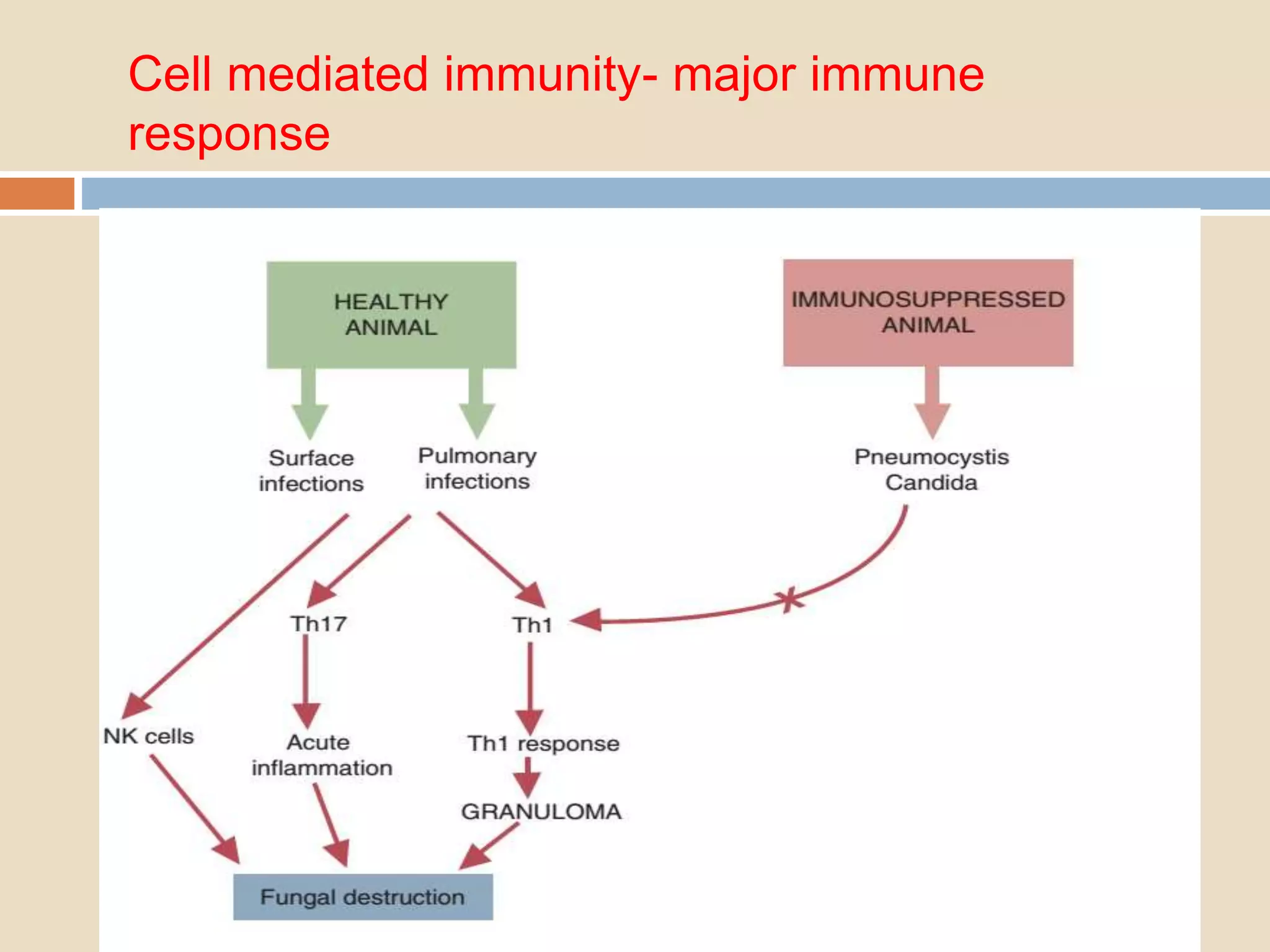 Immunity to fungal infection | PPTX
