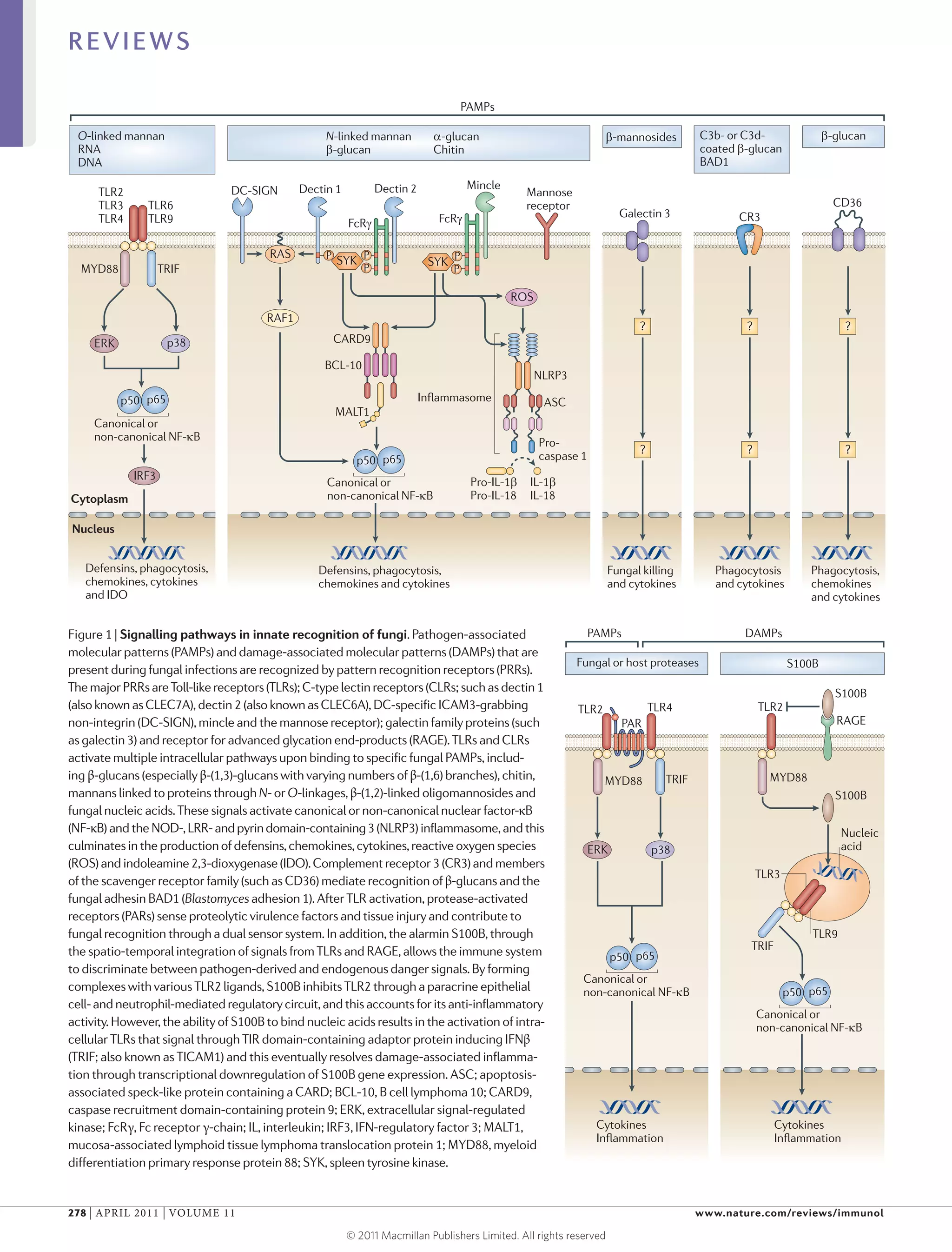 Immunity to fungal infections | PDF