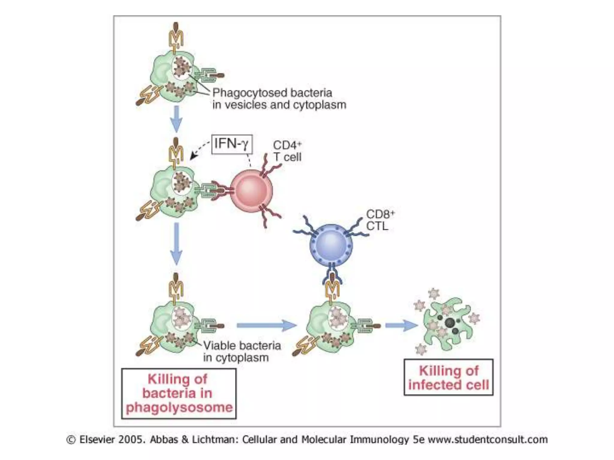 Immunity to microbes | PPTX