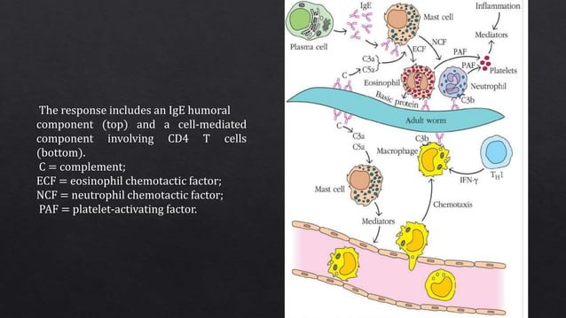 Immunity to parasitic infections | PPTX