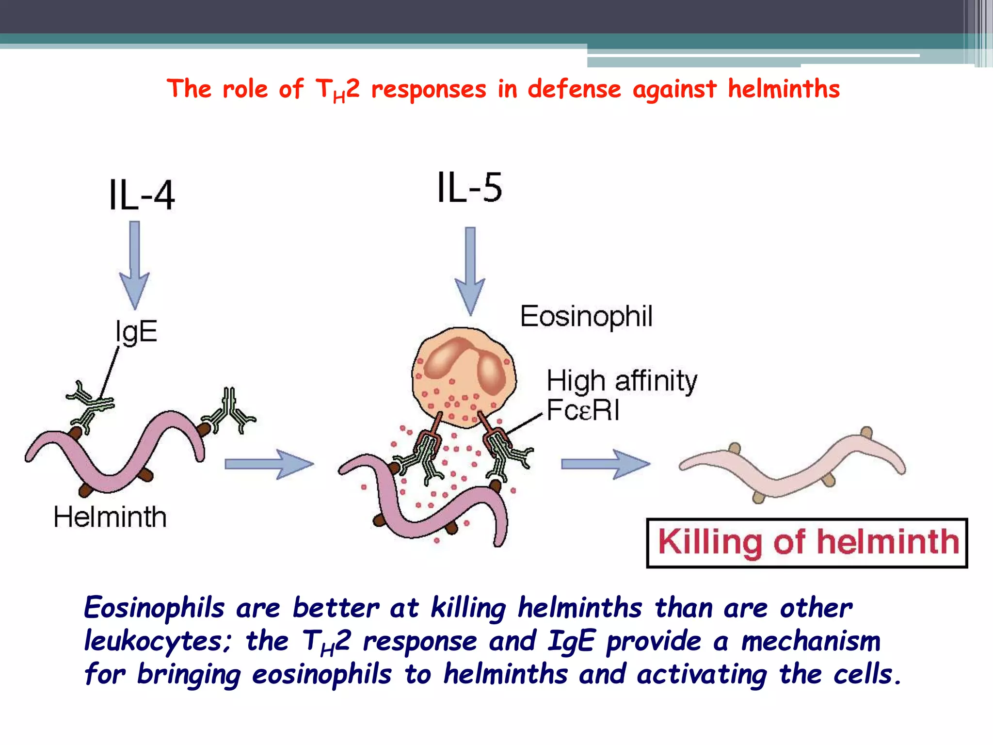 Immunity to parasitic infections | PPT