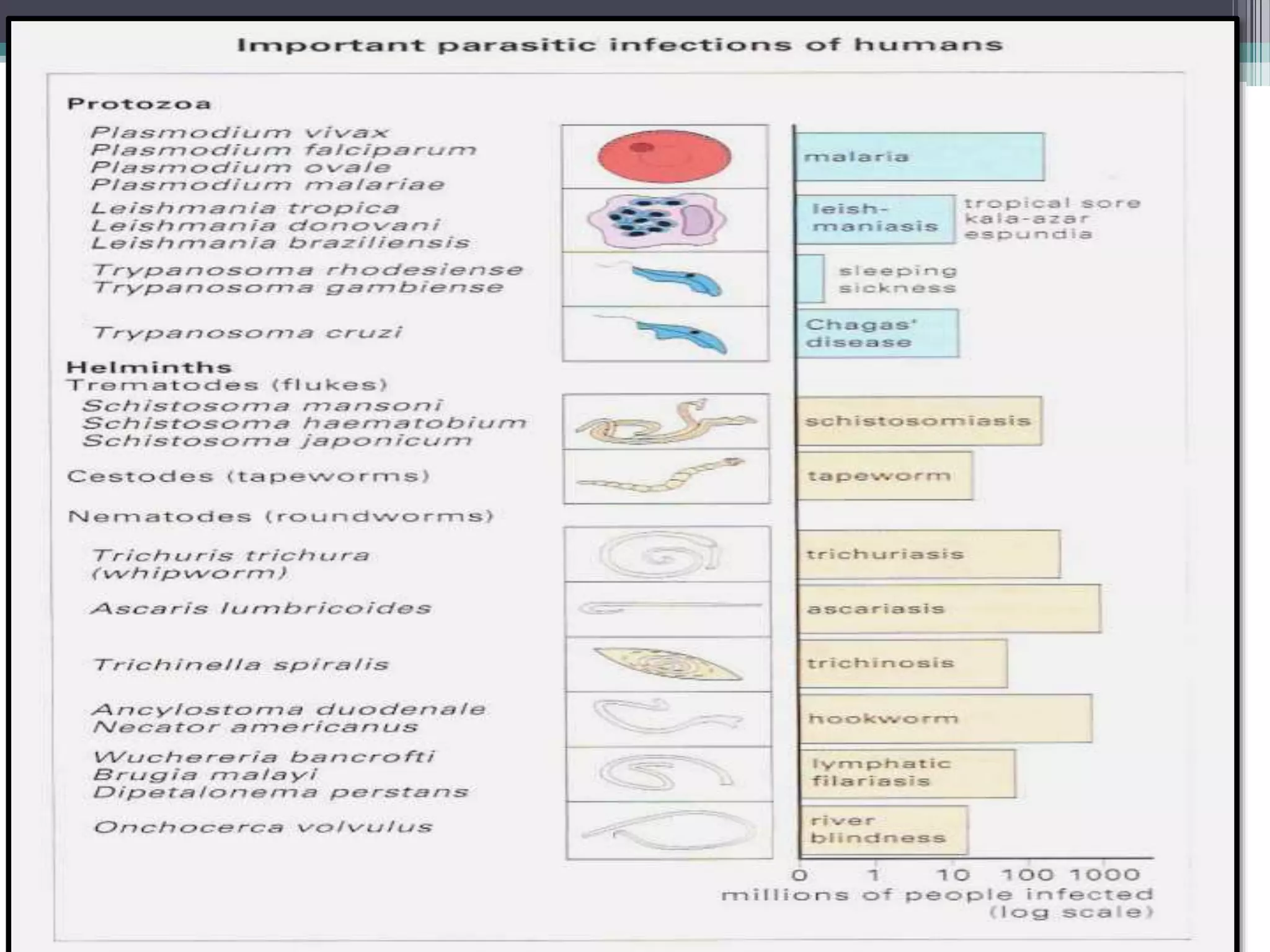 Immunity to parasitic infections | PPT