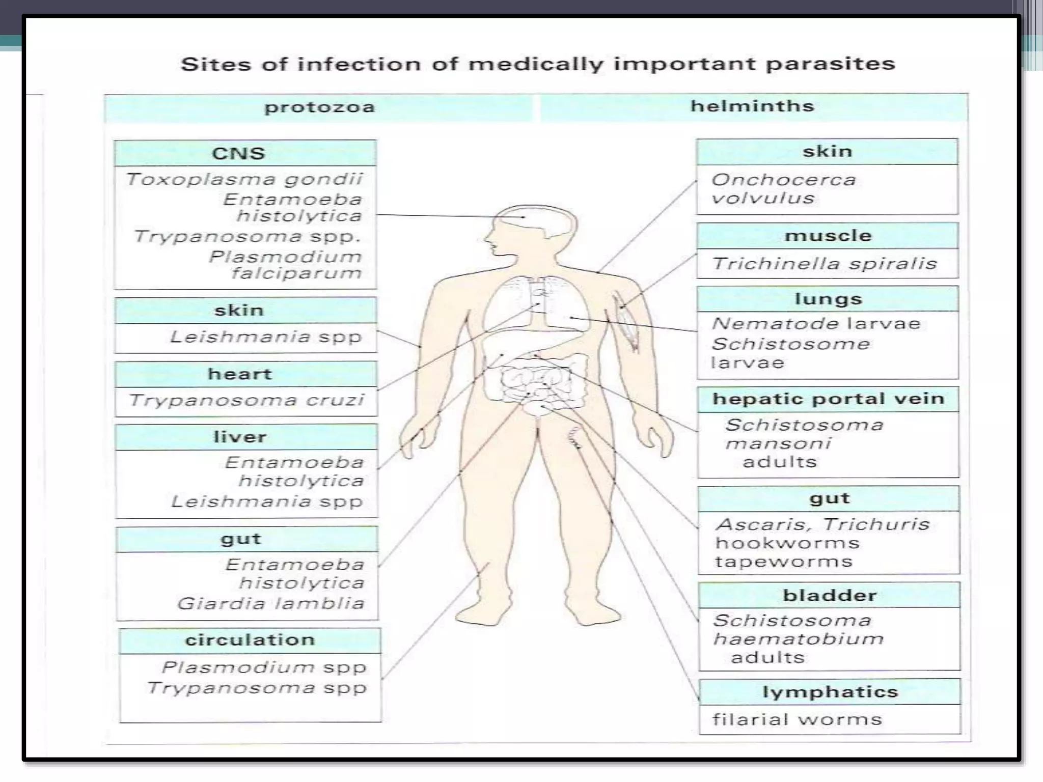 Immunity to parasitic infections | PPT