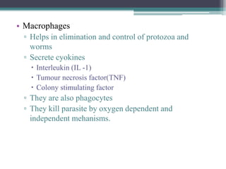 Immunity to parasitic infections | PPT