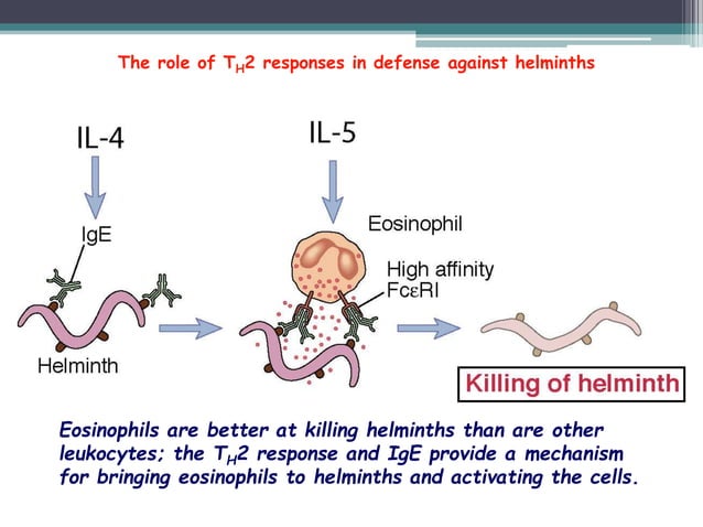 Immunity to parasitic infections | PPT | Infectious Diseases | Diseases ...