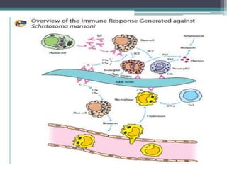 Immunity to parasitic infections | PPT